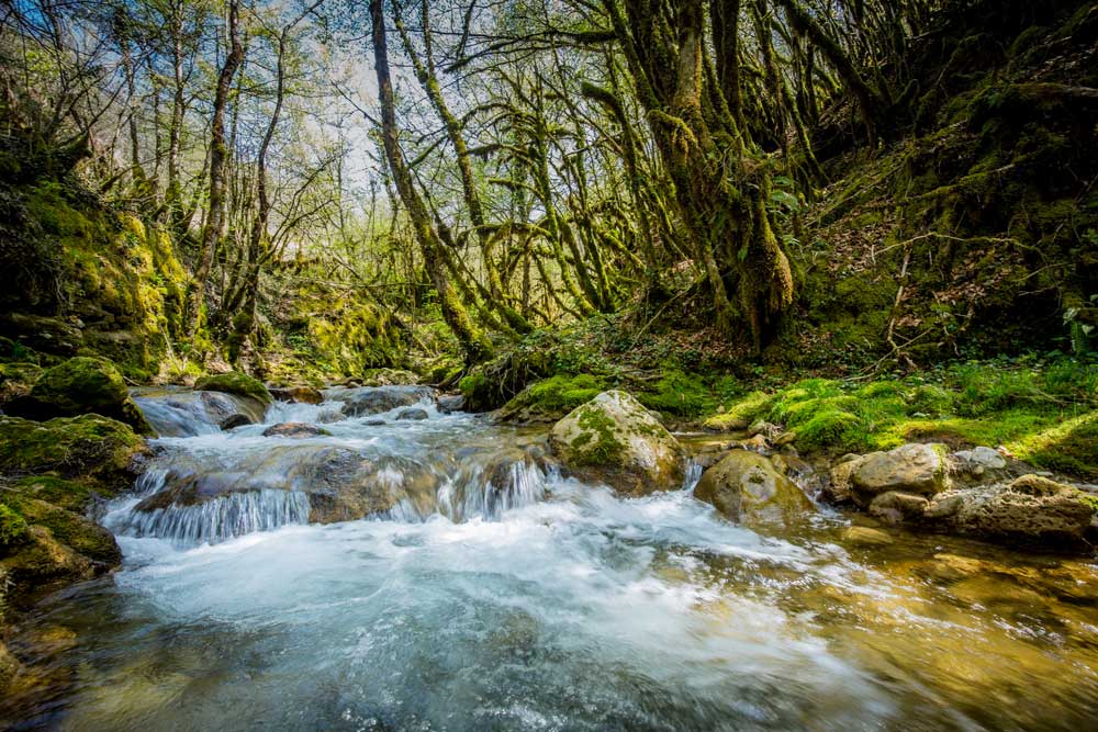 La Pernaz, une rivière sauvage d’exception | site du Département de l'Ain