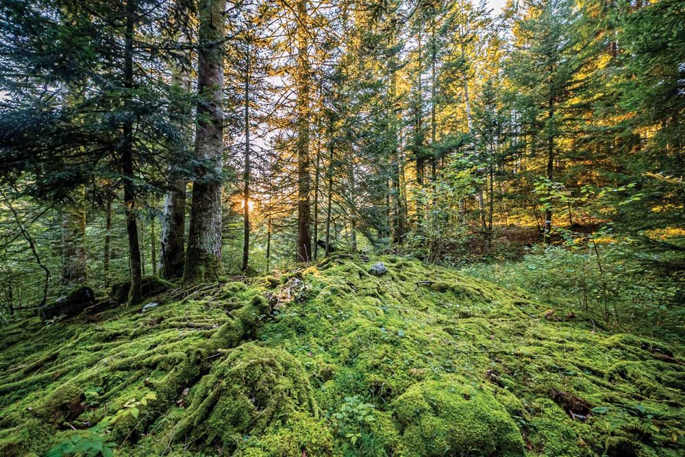 Devenez les ambassadeurs de la forêt ! | site du Département de l'Ain